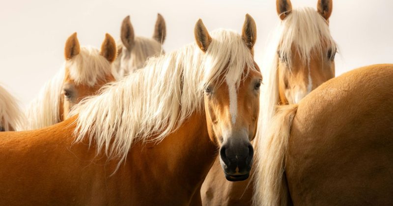 Bouvry Exports, Canada’s Largest Horse Slaughterhouse, Closes for Good ...