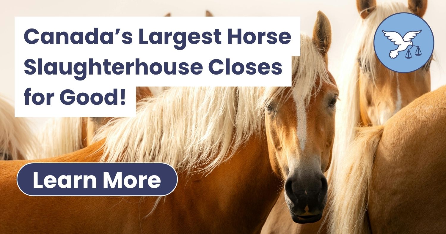 Bouvry Exports, Canada’s Largest Horse Slaughterhouse, Closes for Good ...