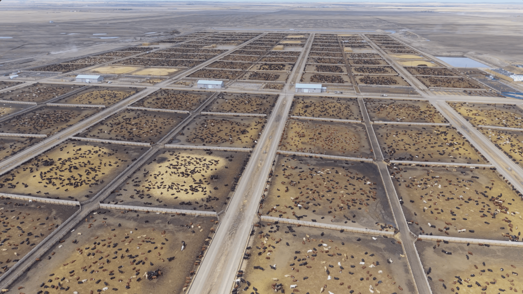Drone Footage of Alberta Beef Feedlots Exposes Scale of Animal ...