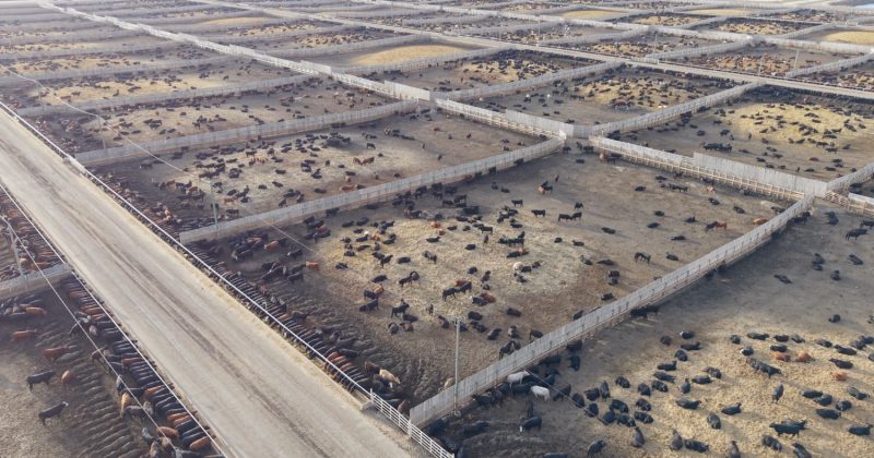 Drone Footage of Alberta Beef Feedlots Exposes Scale of Animal ...