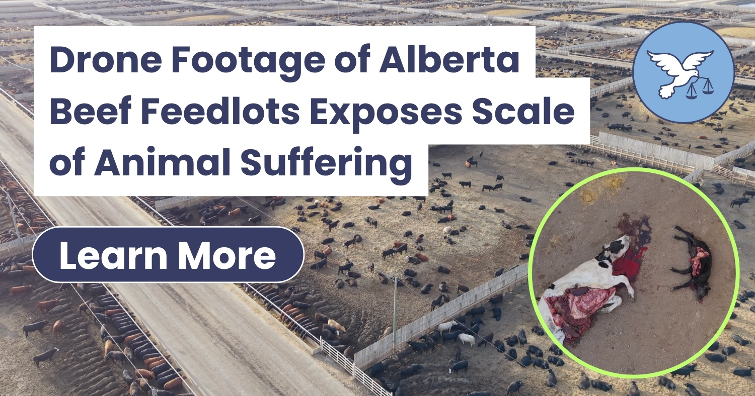Drone Footage of Alberta Beef Feedlots Exposes Scale of Animal ...