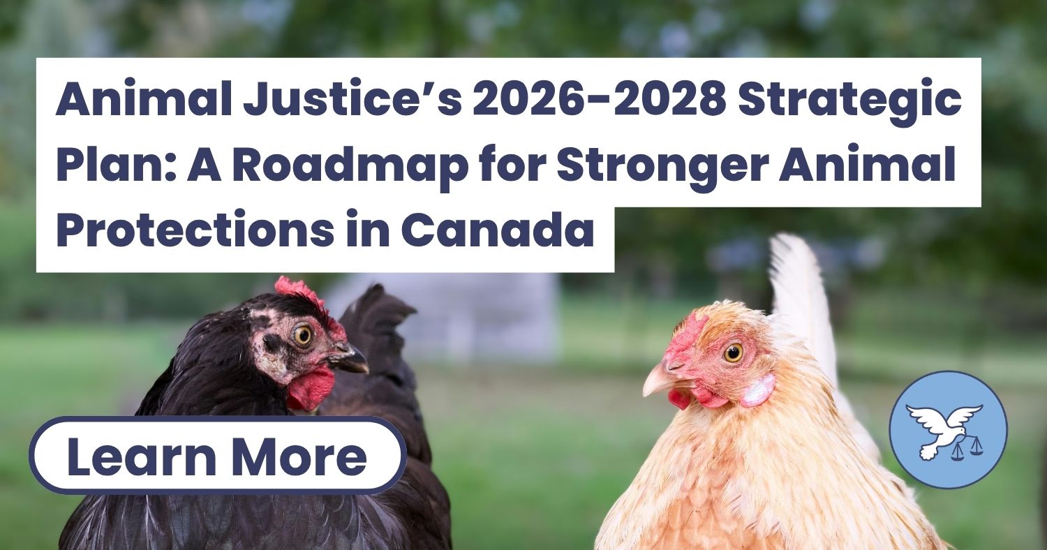 Animal Justice’s 2026-2028 Strategic Plan
