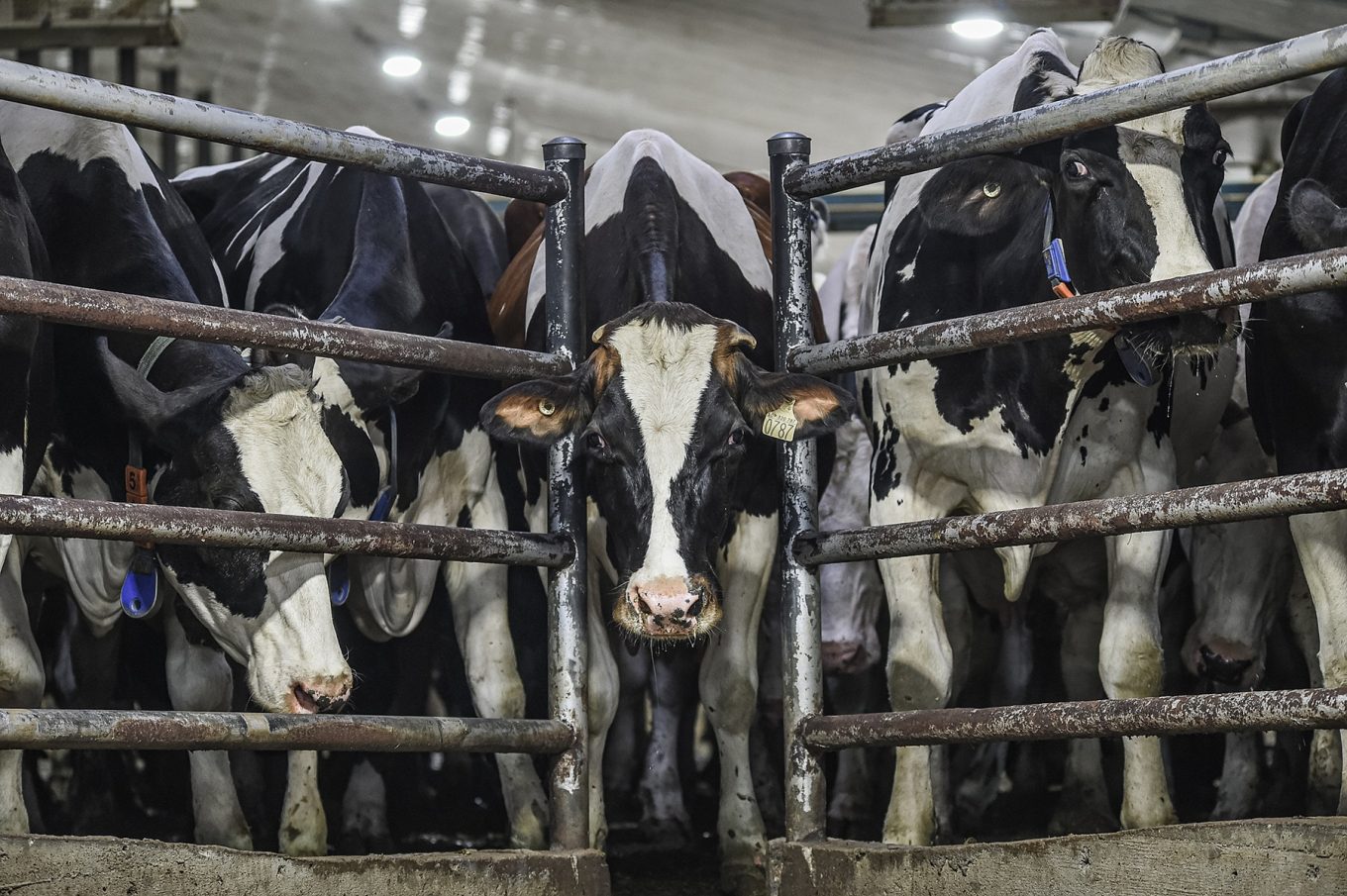 Ontario Court of Appeal Reinstates Dangerous Ag Gag Law - Animal Justice