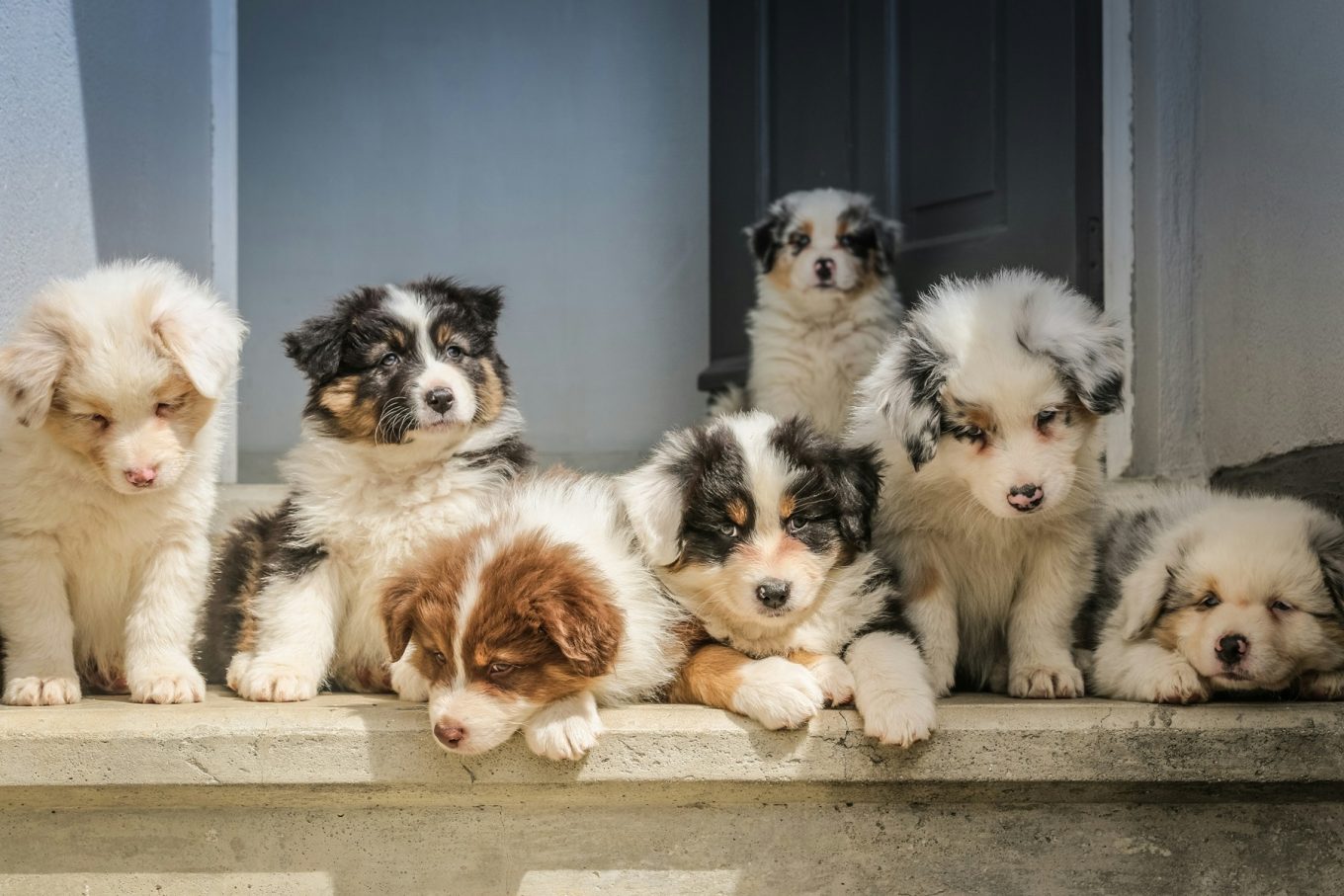Victory! Manitoba Passes Bill 19: A Historic Win Against Puppy Mills ...