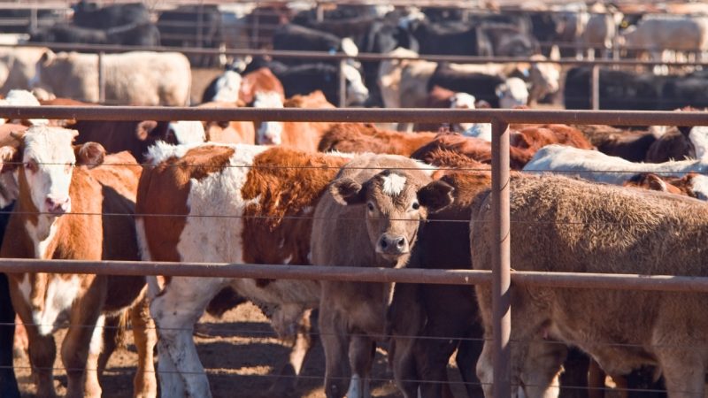Canada’s Beef Industry Code of Practice Under Review (And Why It Fails ...
